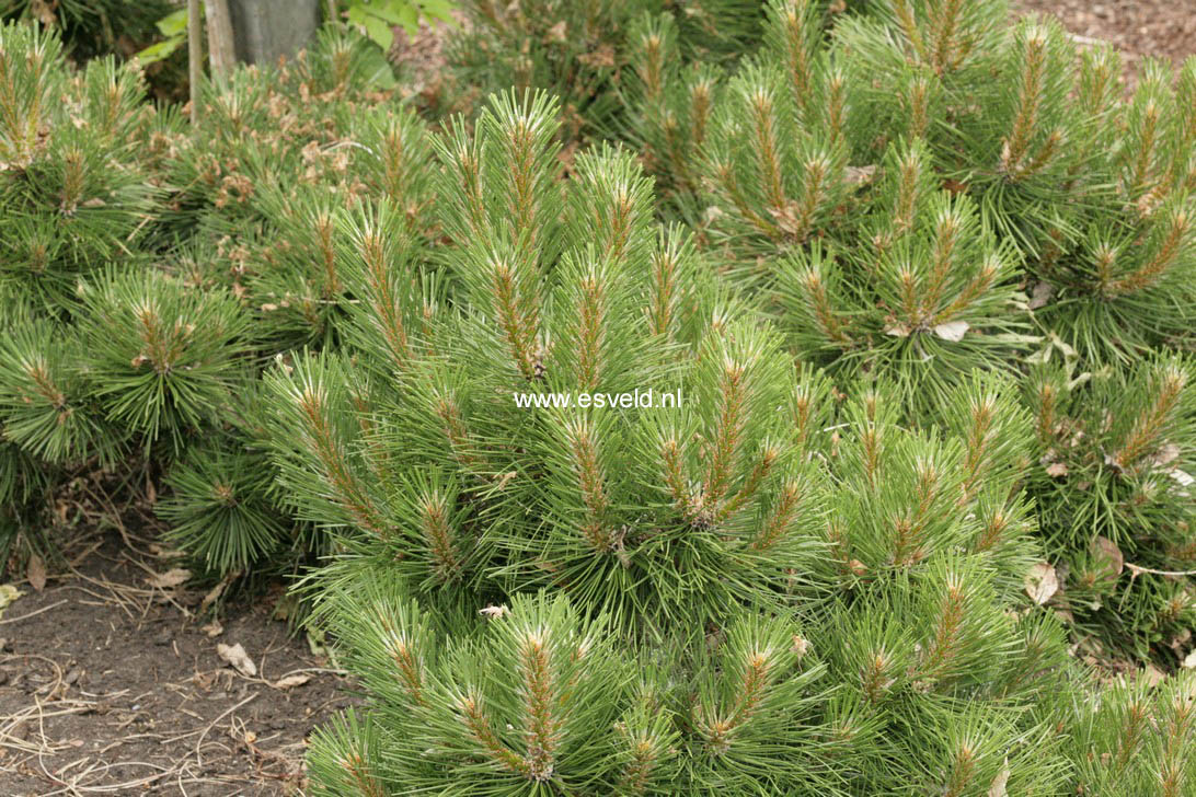 Picture and description of Pinus nigra 'Nana'