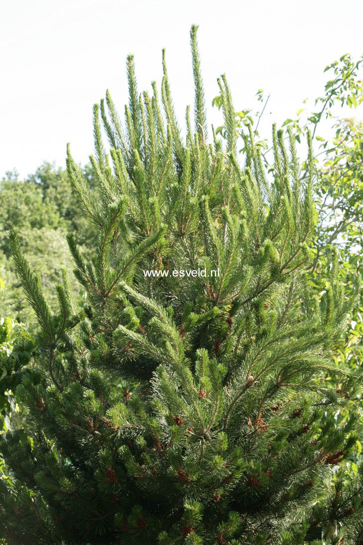 Picture and description of Pinus contorta 'Compacta'