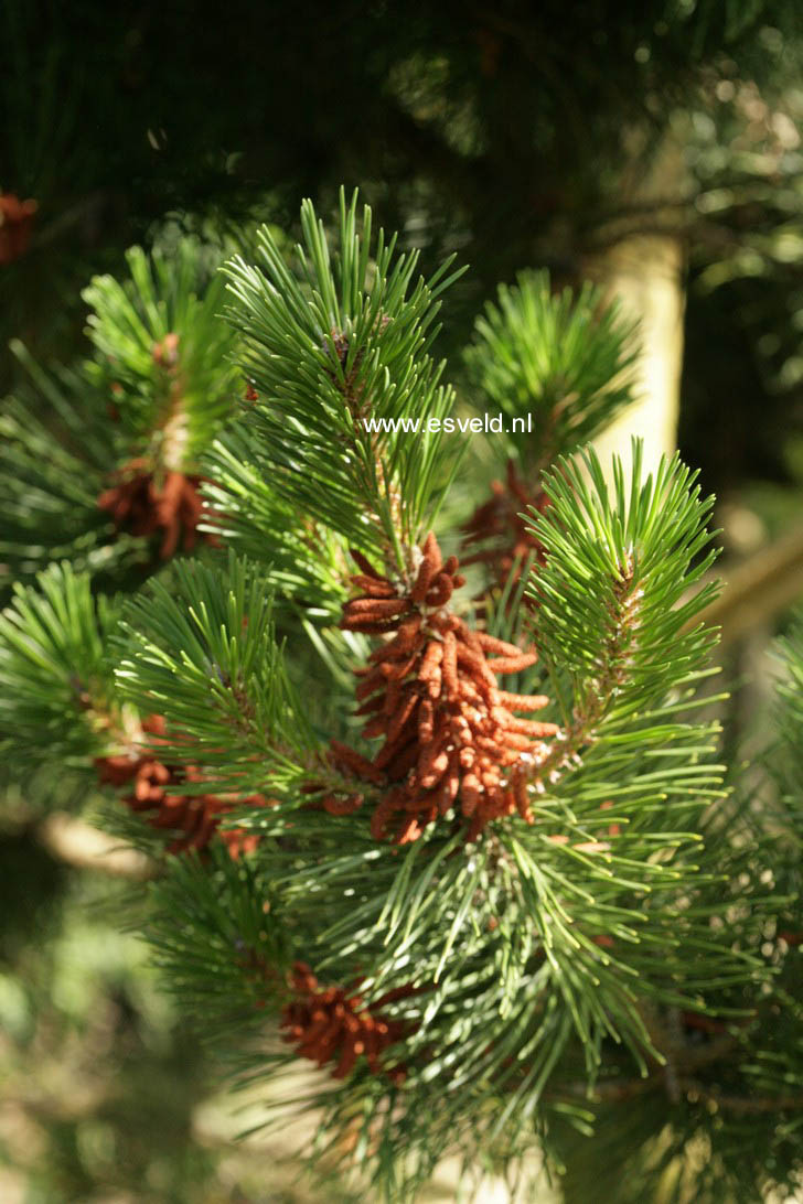 Picture and description of Pinus contorta 'Compacta'