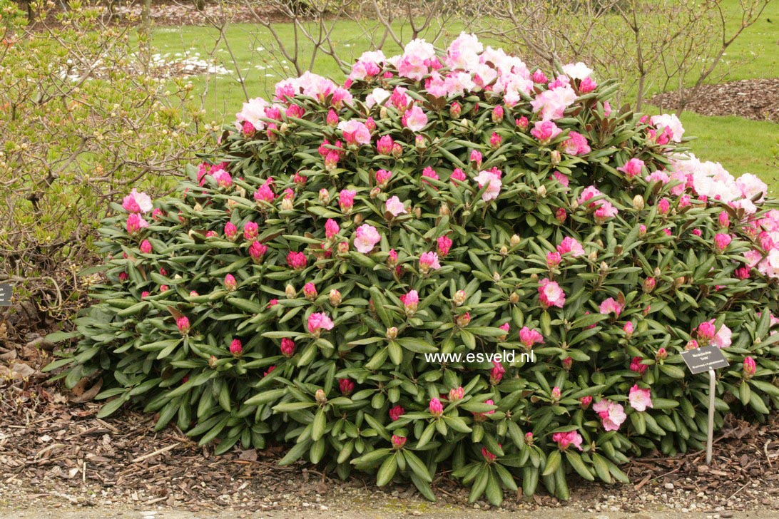 Picture and description of Rhododendron 'Crete'