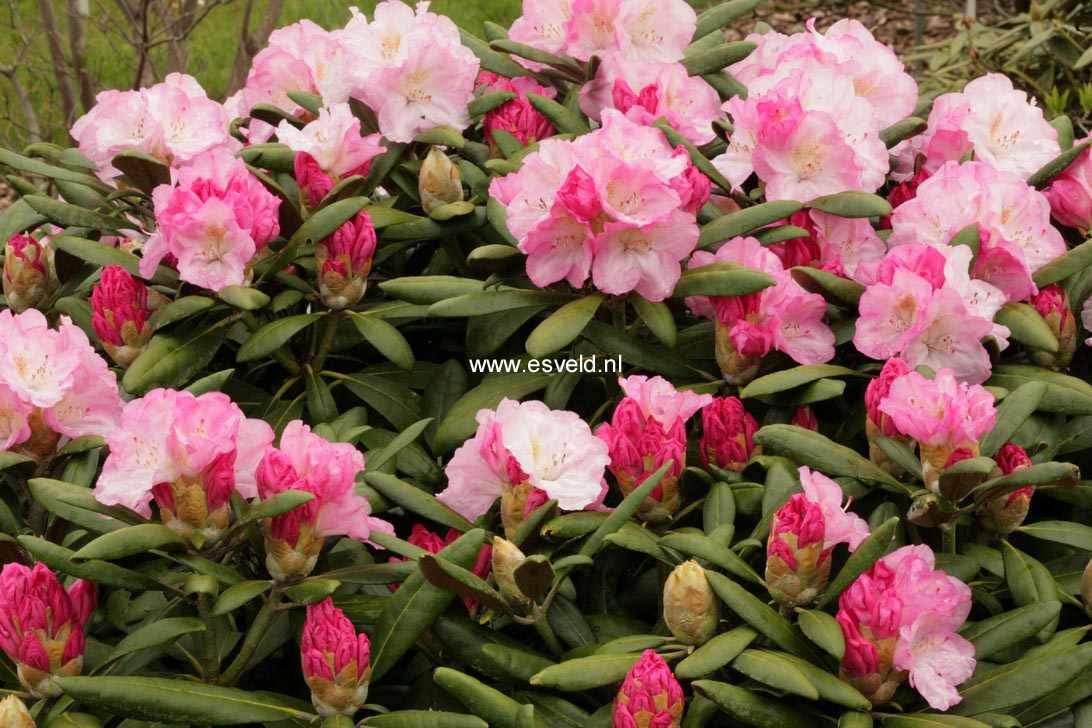 Picture and description of Rhododendron 'Crete'