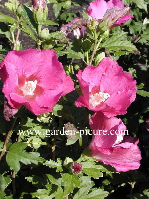 Picture and description of Hibiscus syriacus 'Rubis'