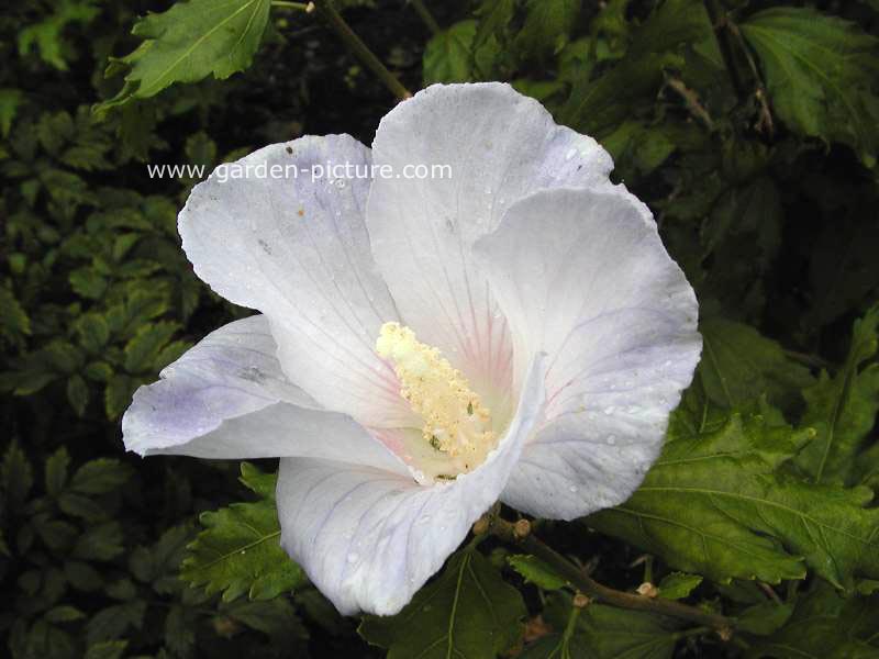 Picture and description of Hibiscus syriacus 'Silver Moon'