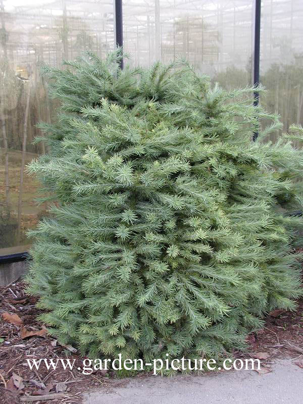 Picture and description of Larix kaempferi 'Blue Dwarf'