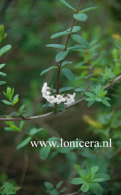Picture and description of Lonicera syringantha