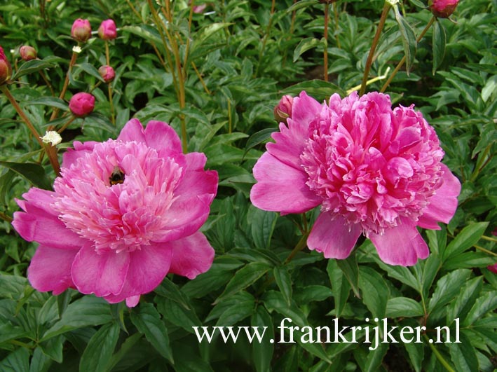 Picture and description of Paeonia 'Barbara'