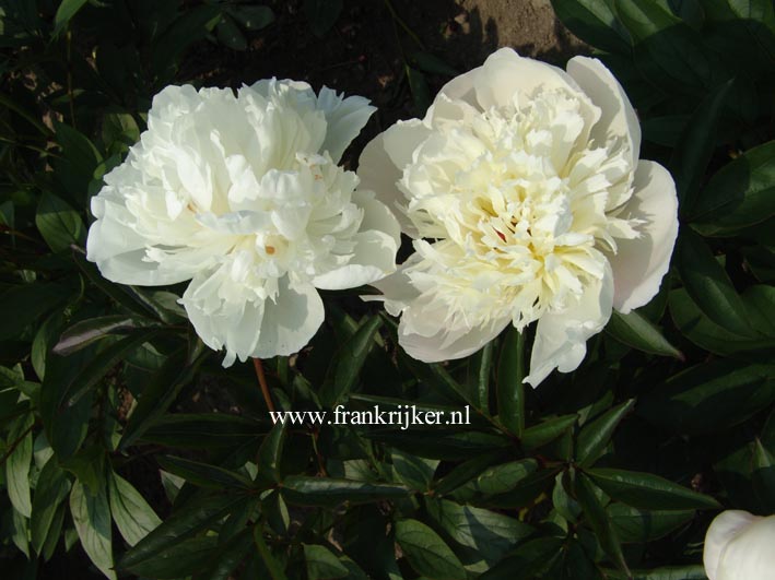 Picture and description of Paeonia 'Immaculee'