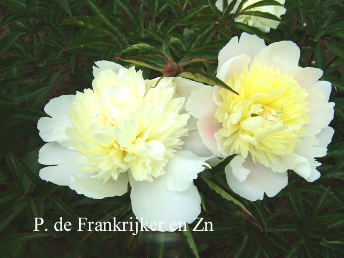 Picture and description of Paeonia 'Golden Fleece'