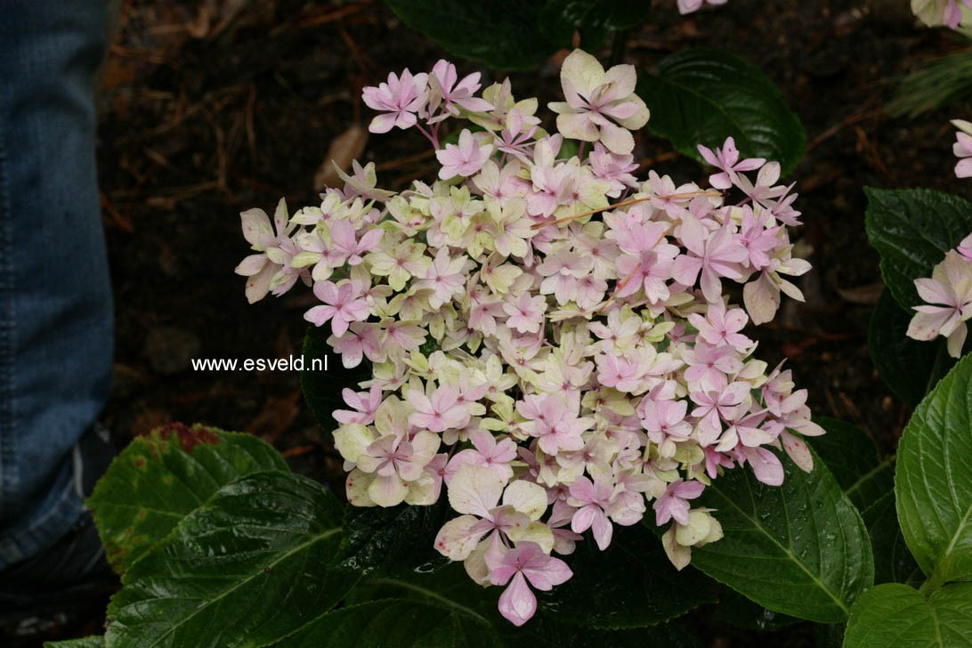 Picture and description of Hydrangea macrophylla 'Jomari' (FIREWORKS ...