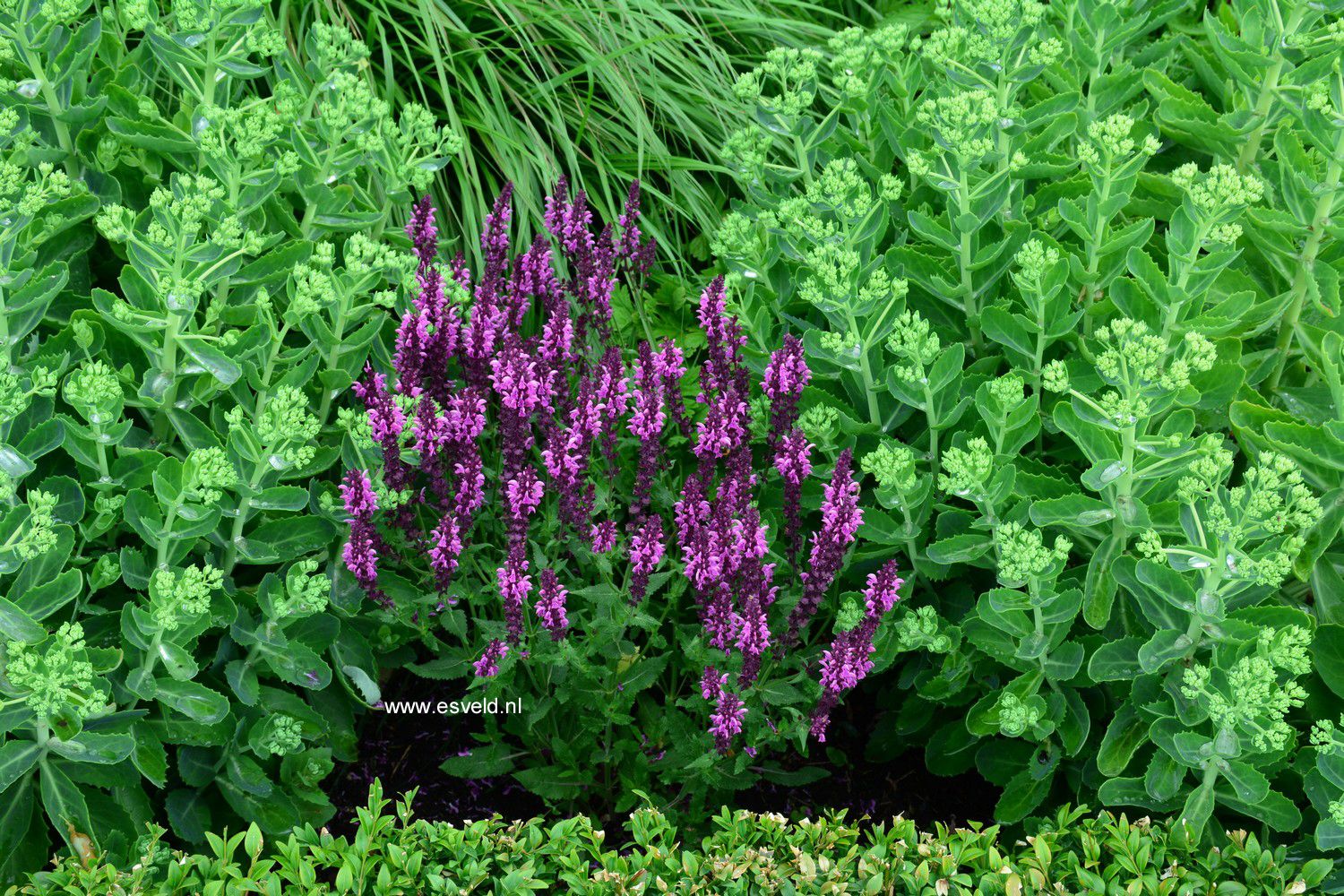 Picture and description of Salvia nemorosa 'Flor Sal Roz' (SENSATION ...
