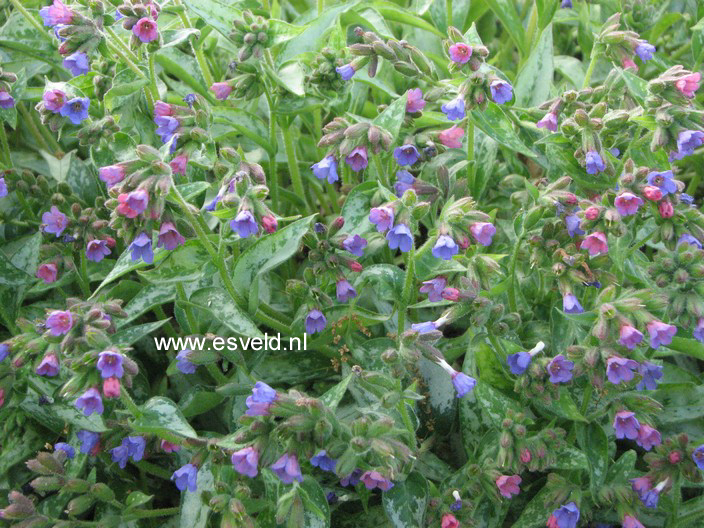 Picture and description of Pulmonaria 'Samurai'