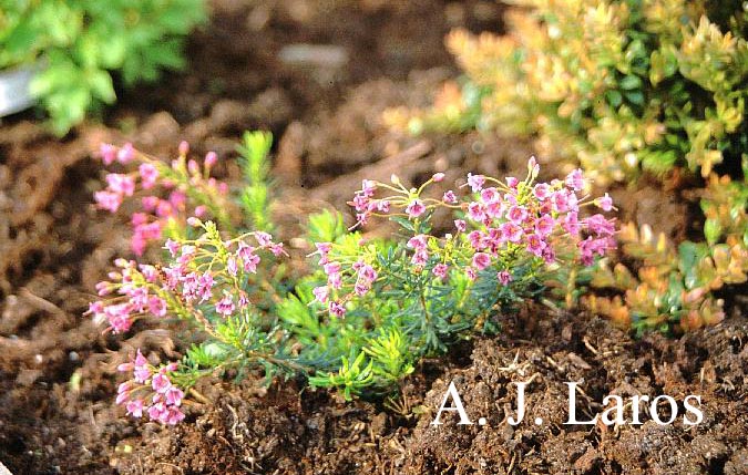 Picture and description of Phylliopsis hillieri 'Coppelia'