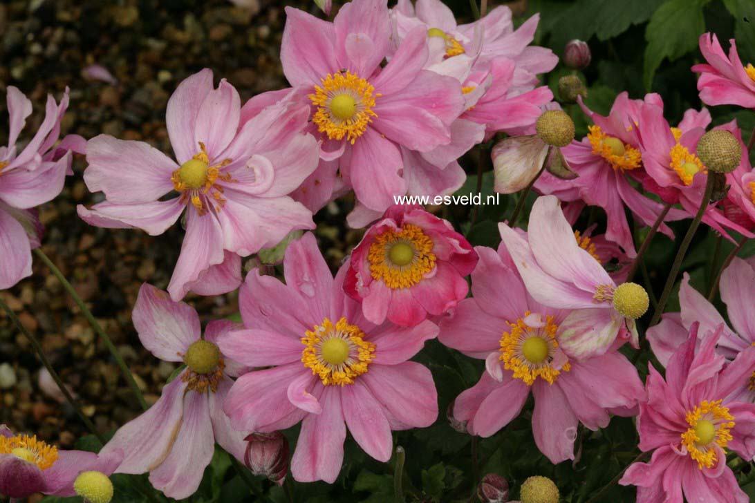 Picture and description of Anemone hupehensis 'Pretty Lady Emily'