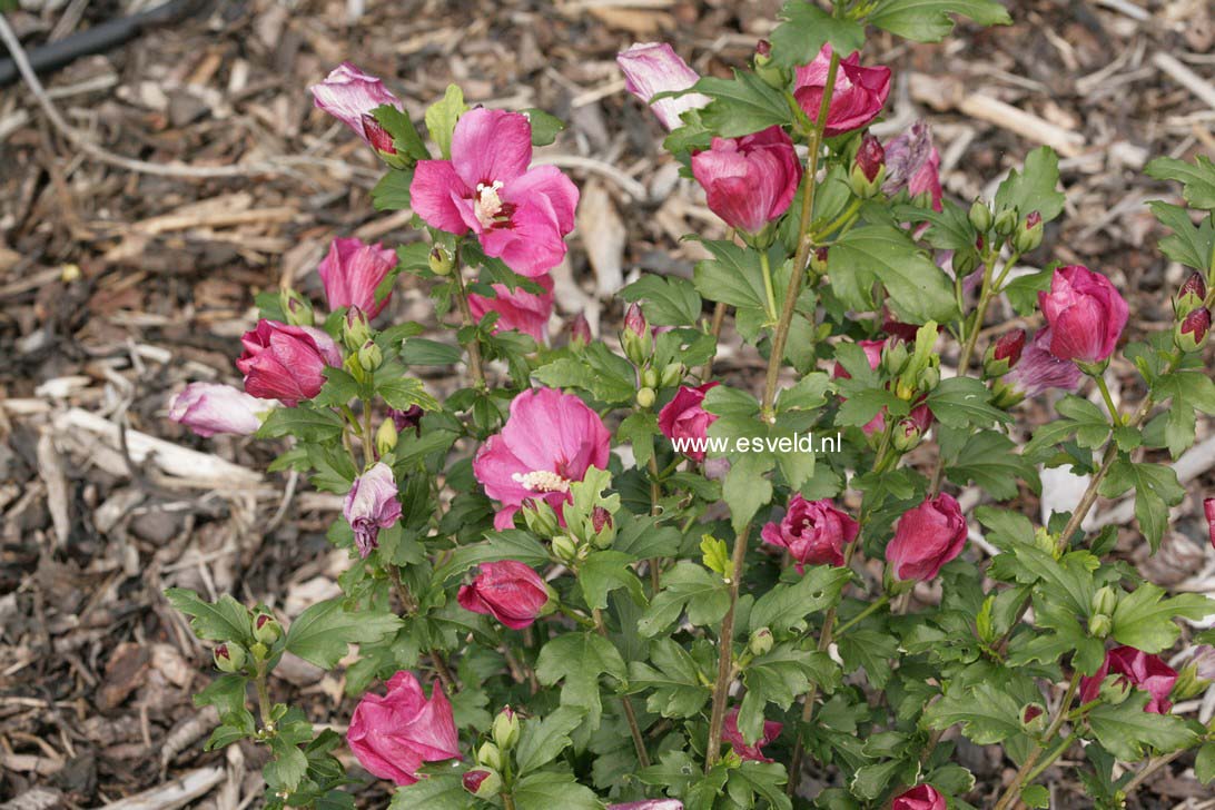 Picture and description of Hibiscus syriacus 'Rubis'