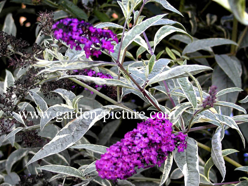 Buddleja davidii 'Harlequin'