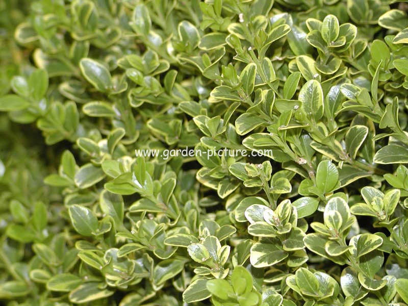 Picture and description of Buxus microphylla 'Golden Triumph'