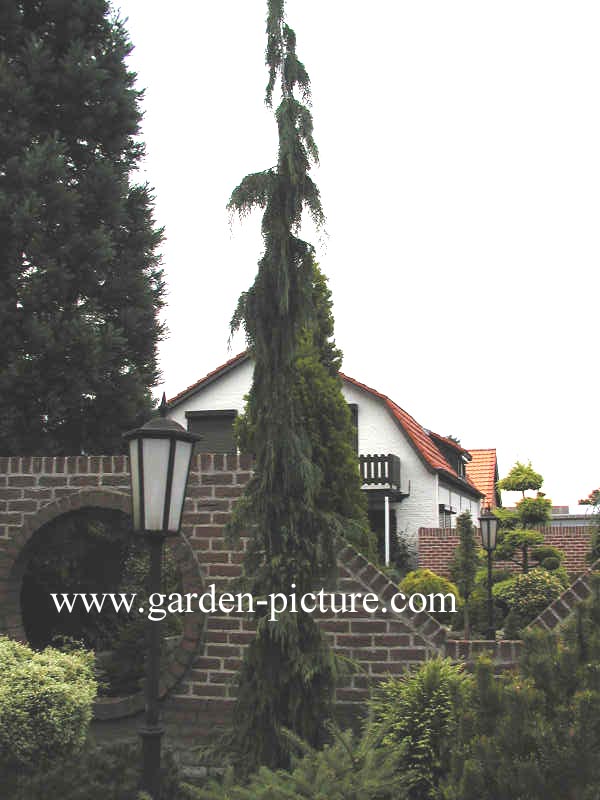 Picture and description of Chamaecyparis nootkatensis 'Green Arrow'