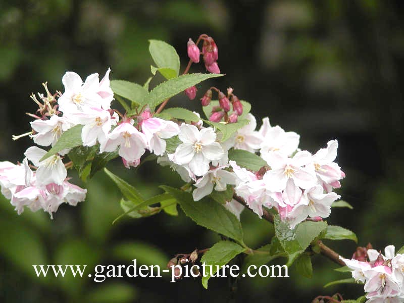 Picture and description of Deutzia rosea 'Carminea'