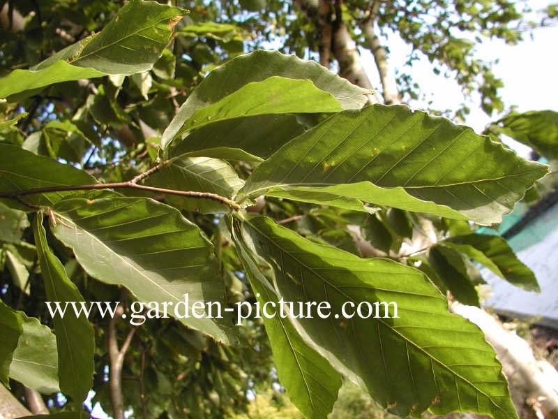 Picture and description of Fagus moesiaca