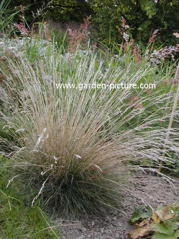 Picture and description of Festuca valesiaca