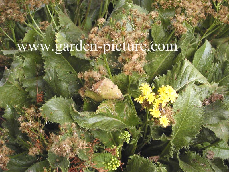 Picture and description of Leontodon rigens