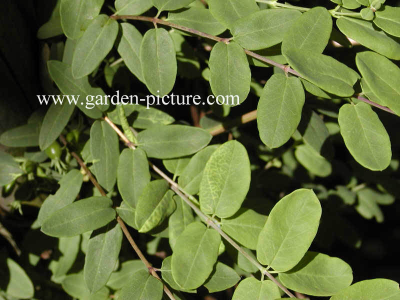 Picture and description of Lonicera syringantha