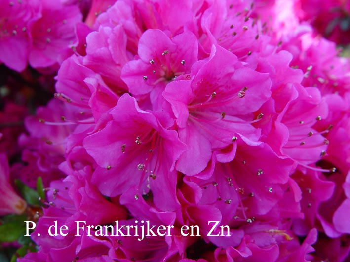Picture and description of Azalea 'Christina'