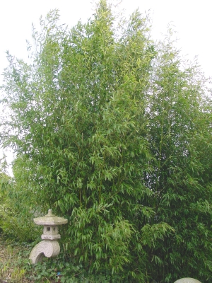 Picture and description of Phyllostachys decora