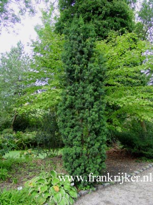 Picture and description of Taxus cuspidata 'Stricta'