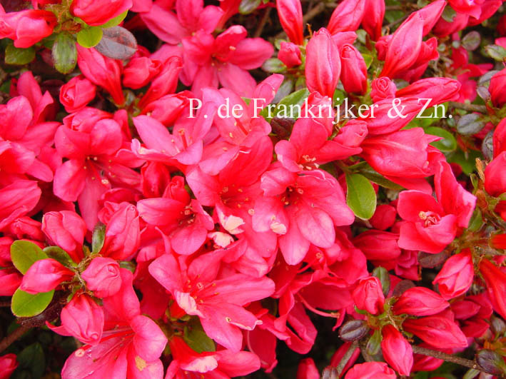 Picture and description of Azalea 'Rubinstern'