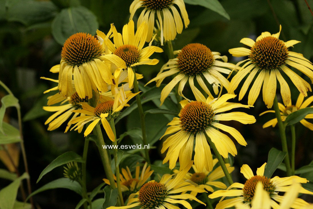Picture and description of Echinacea purpurea 'Cleopatra'