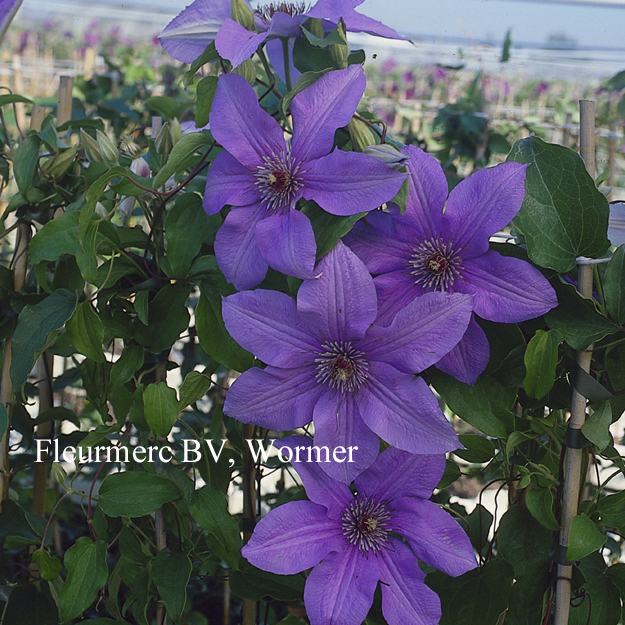 Picture and description of Clematis 'Violet Charm'