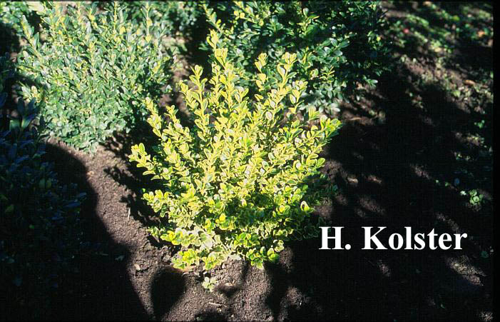 Picture and description of Buxus microphylla 'Golden Triumph'