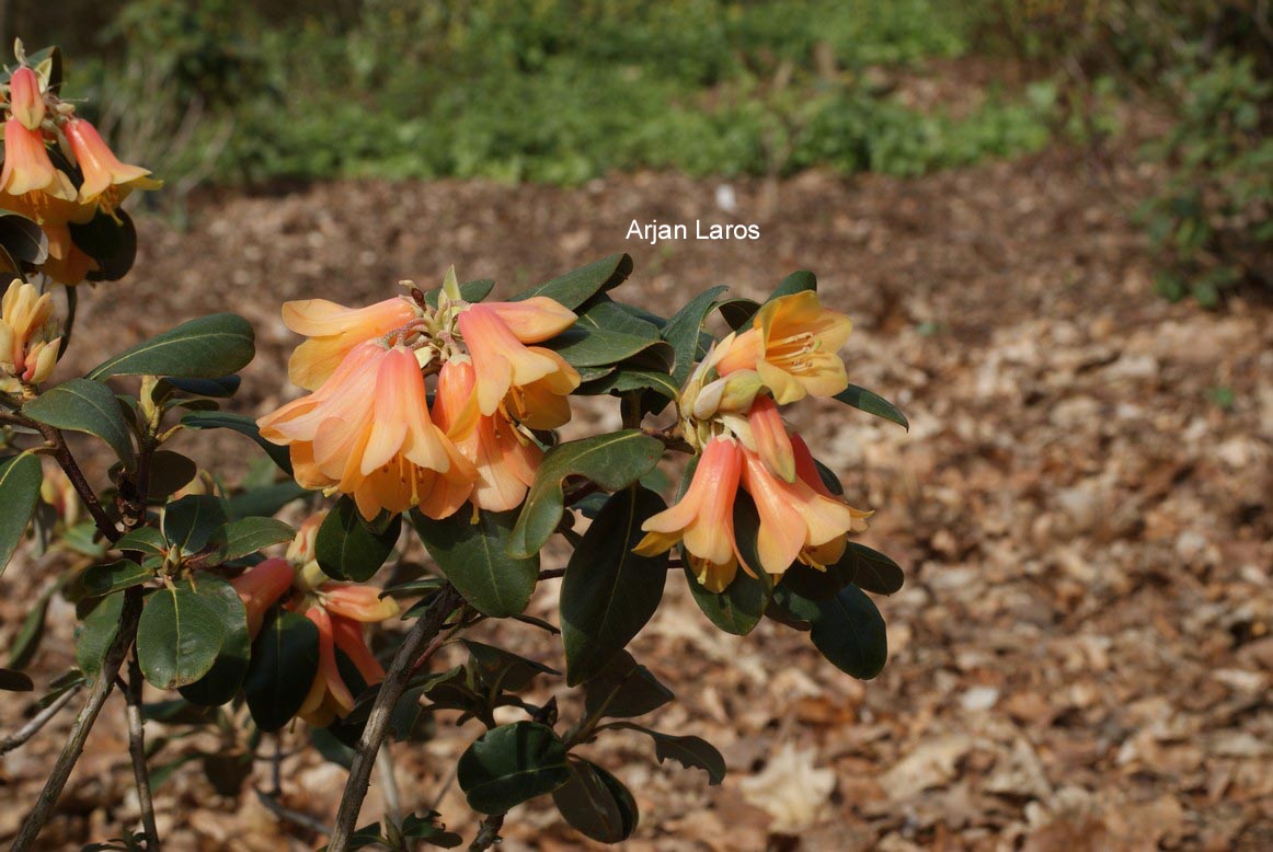 Picture and description of Rhododendron 'Conroy'