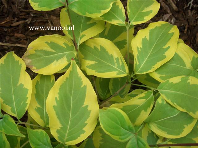 Picture and description of Cornus kousa 'Bonfire'