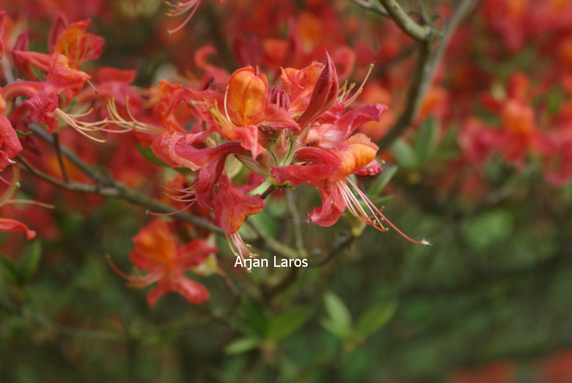 Picture and description of Azalea 'Pallas'