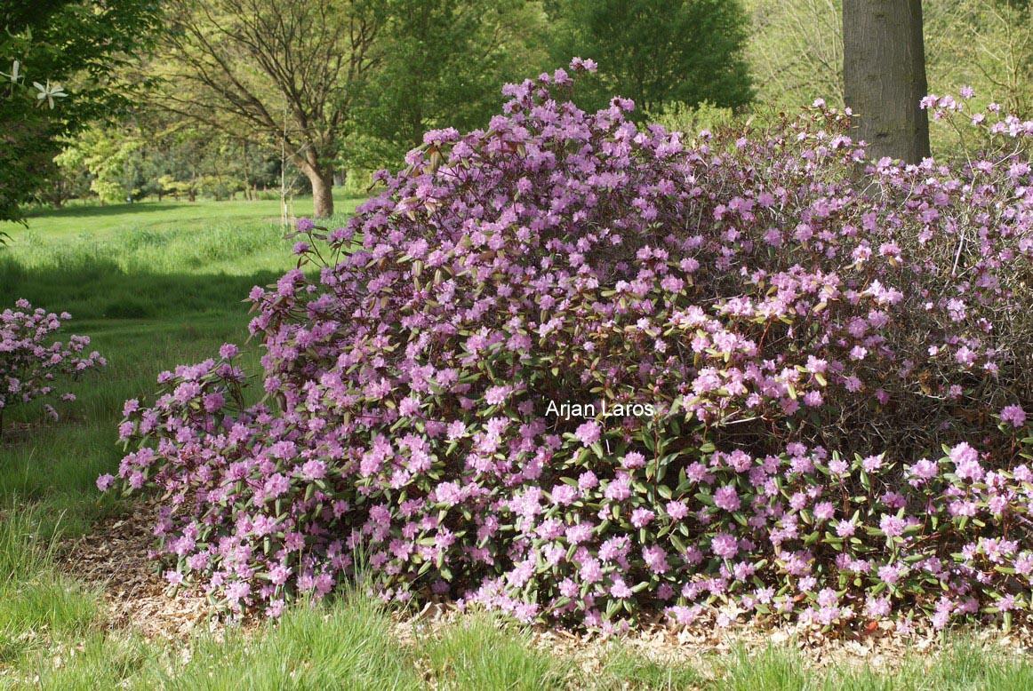 Rhododendron minus