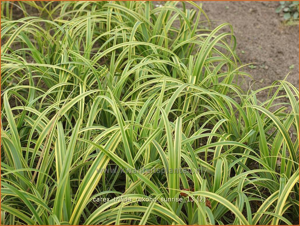 Picture and description of Carex trifida 'Rekohu Sunrise'