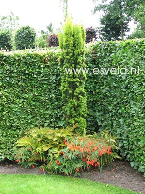 Picture and description of Taxus baccata 'David'