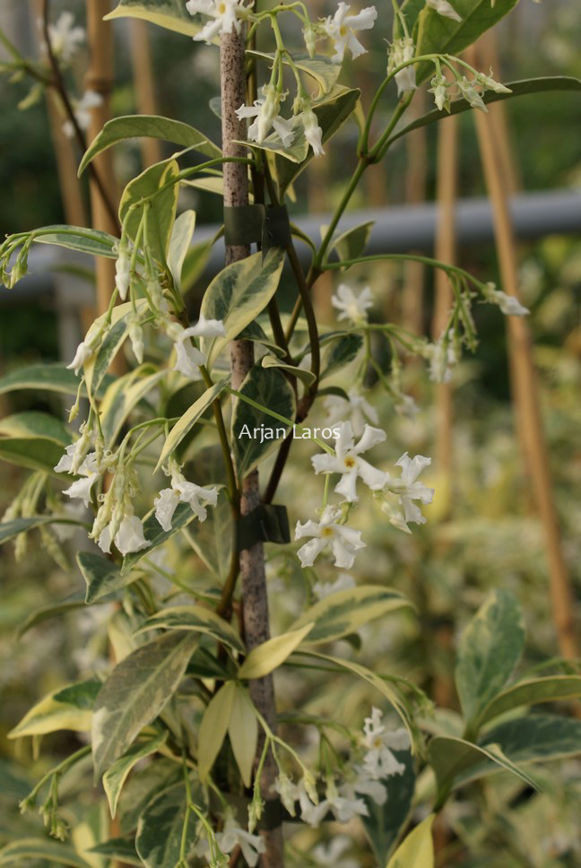 Picture and description of Trachelospermum jasminoides 'Sunlover'