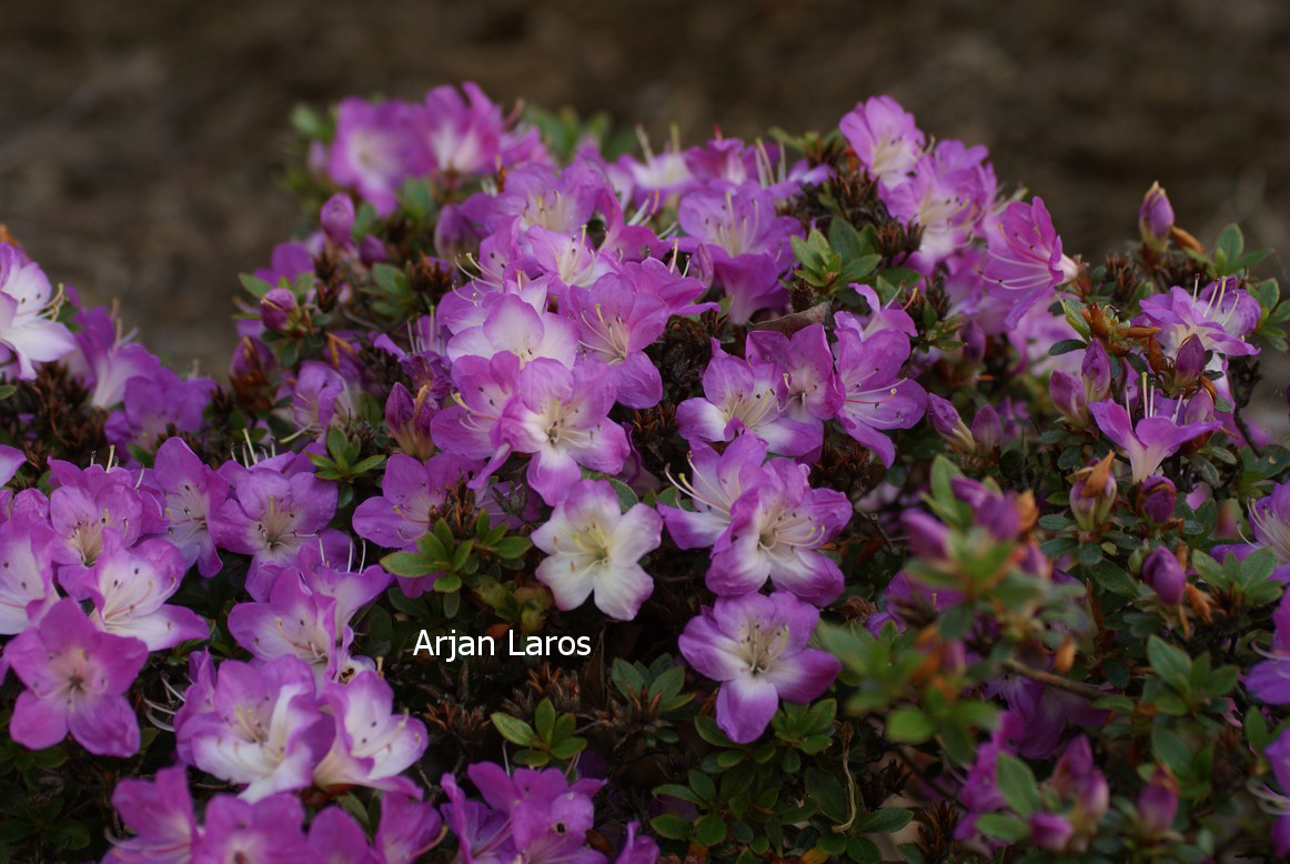 Picture and description of Azalea 'Mangetsu'