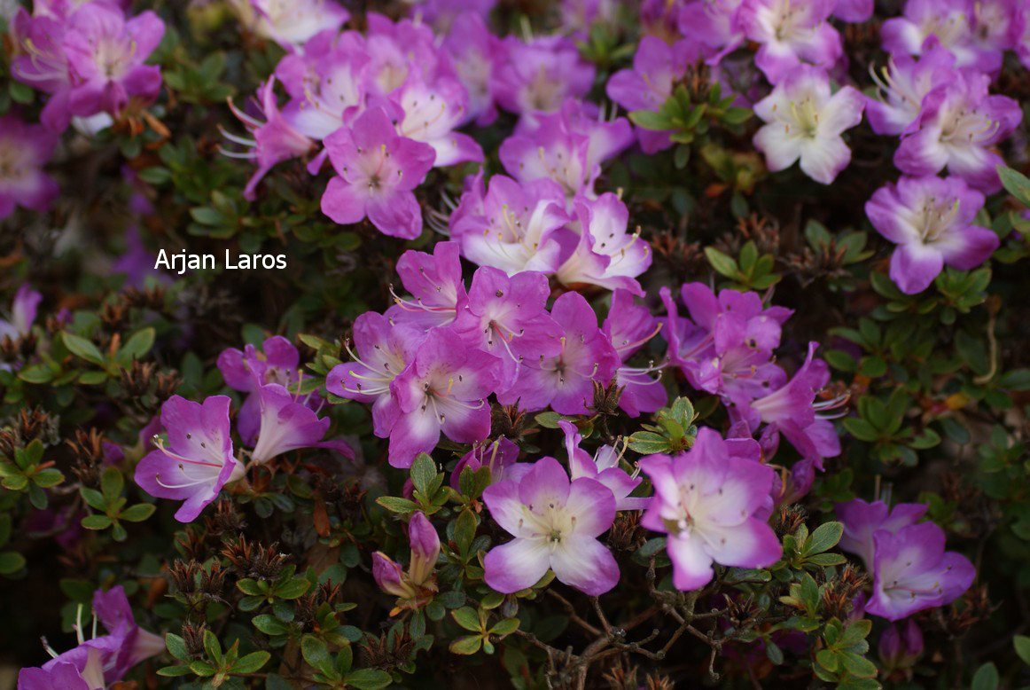 Picture and description of Azalea 'Mangetsu'