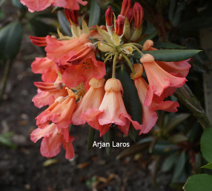 Picture and description of Rhododendron 'Fabia Tangerine'
