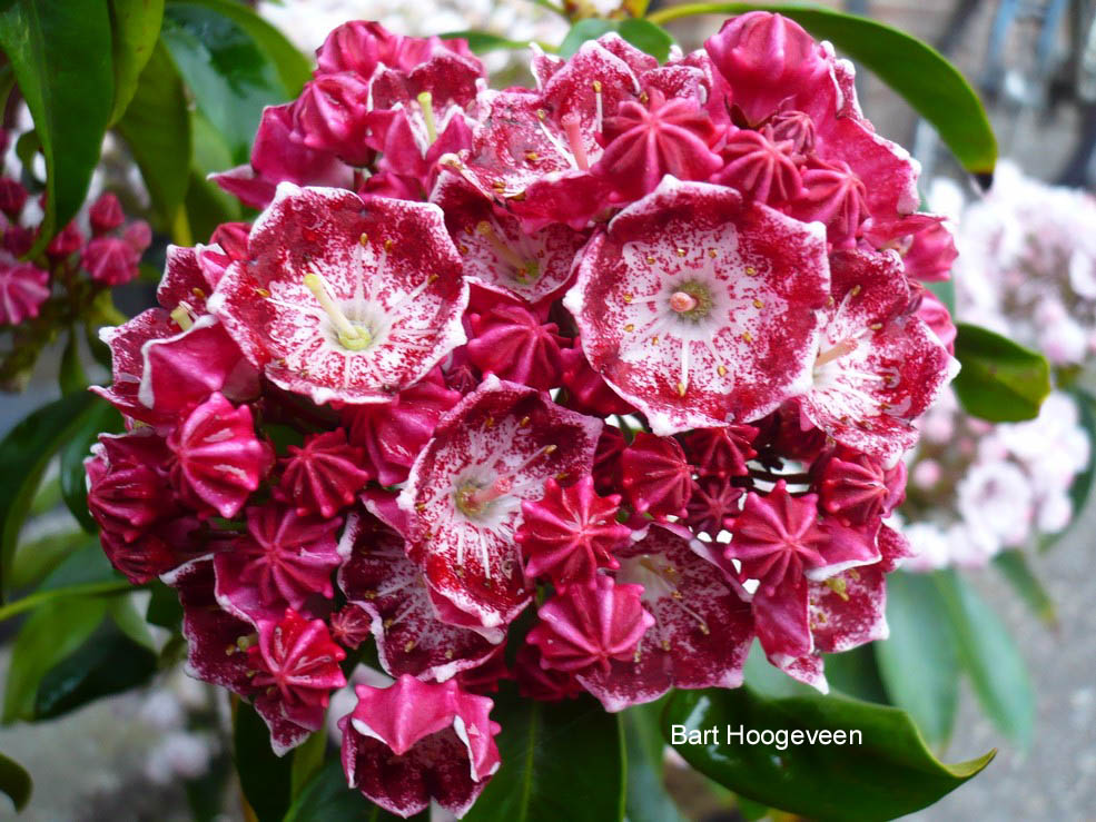 Picture and description of Kalmia latifolia 'Hearts Desire'