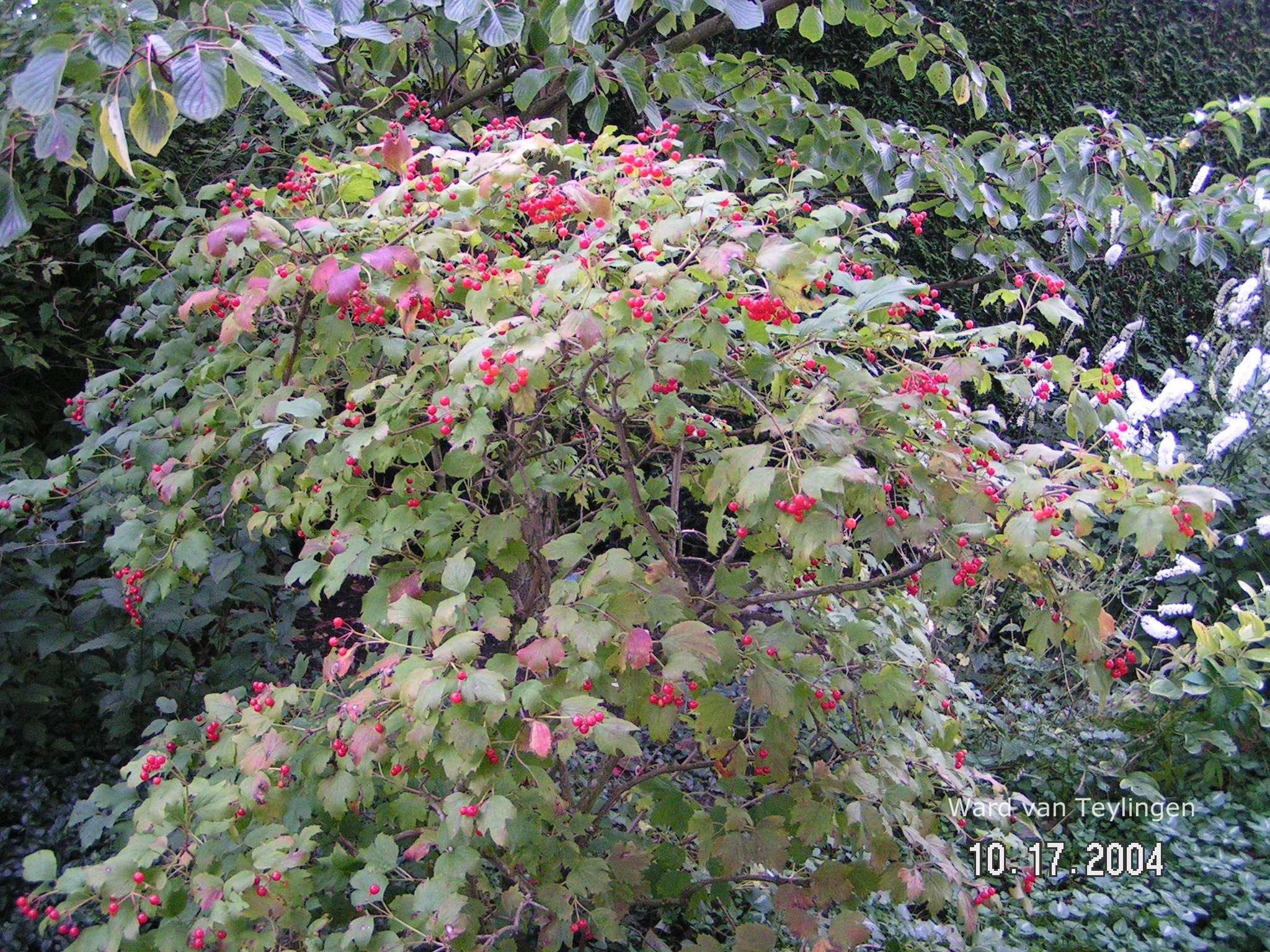 Picture and description of Viburnum trilobum