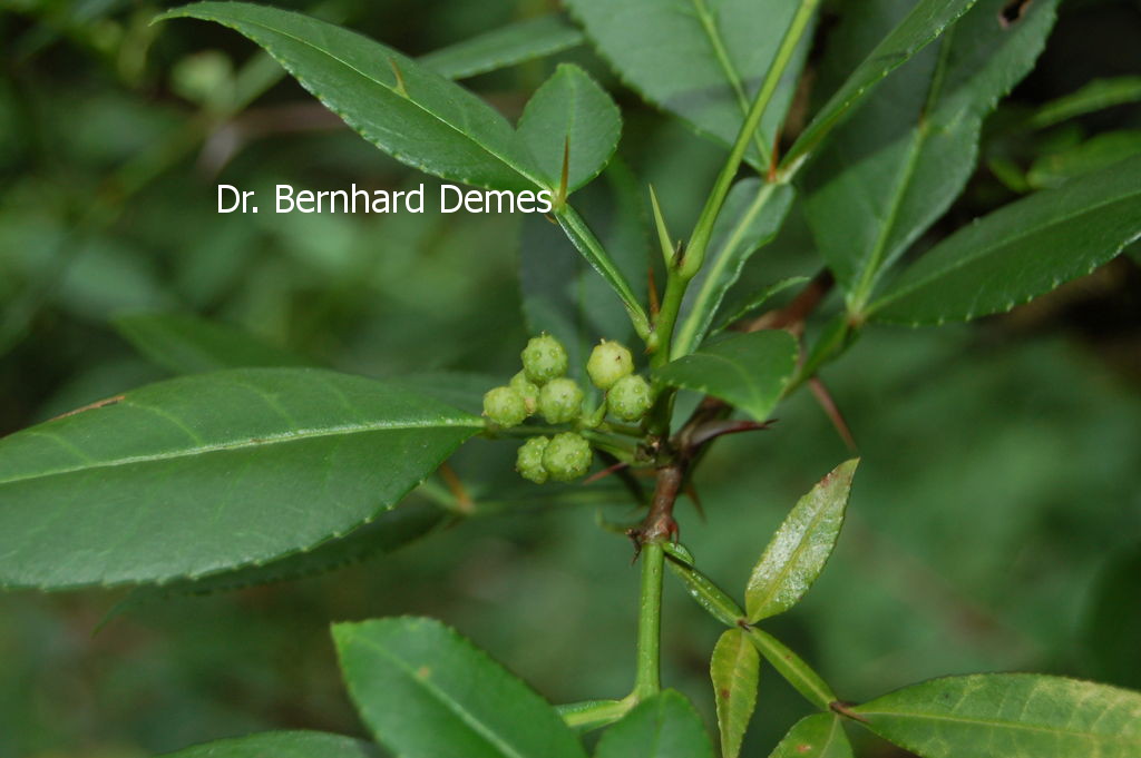 Zanthoxylum alatum planispinum