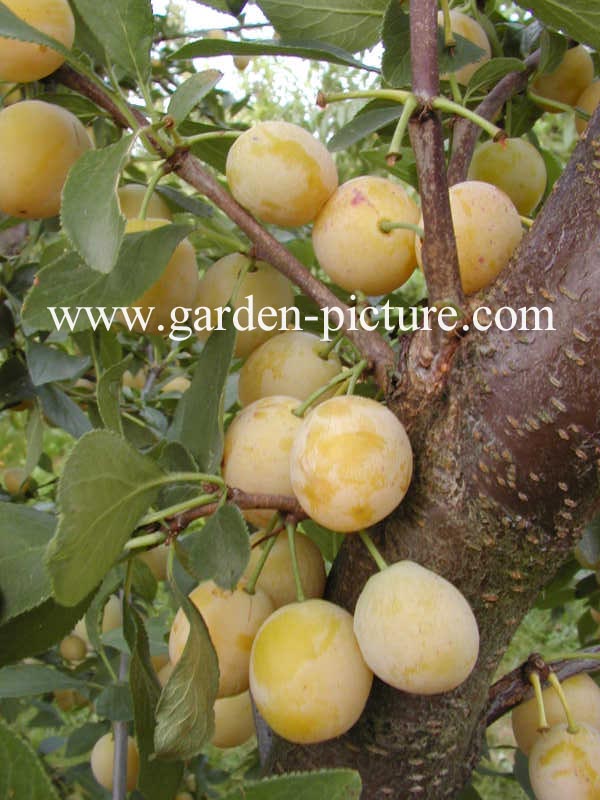 Picture and description of Prunus domestica 'Mirabelle de Nancy'