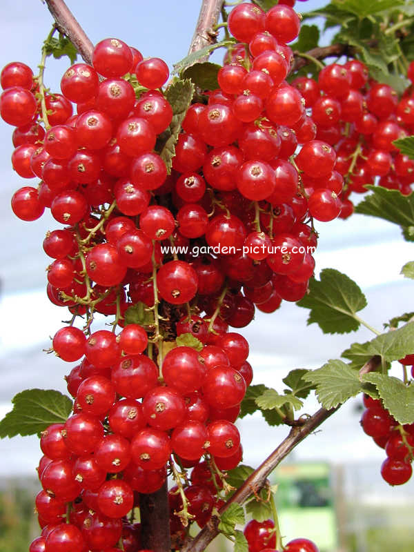 Picture and description of Ribes rubrum 'Rosetta'