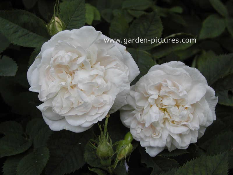 Picture and description of Rosa alba 'Maxima'