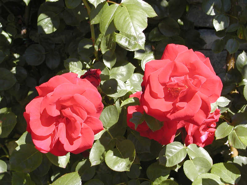 Picture and description of Rosa 'Tanklesant' (SANTANA)